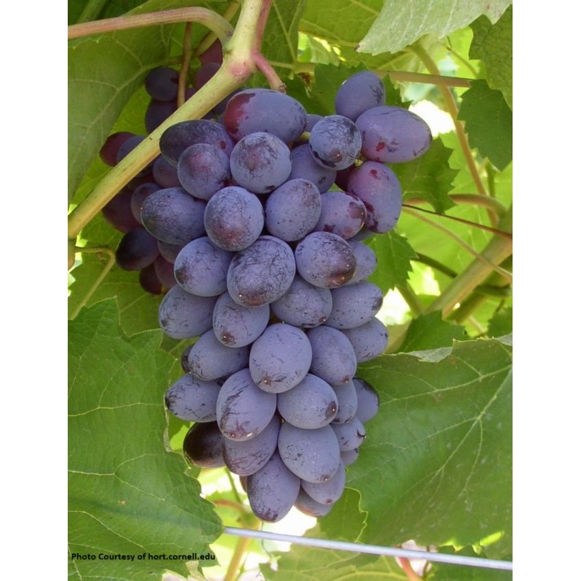 Jupiter Grape – Bearly Farms